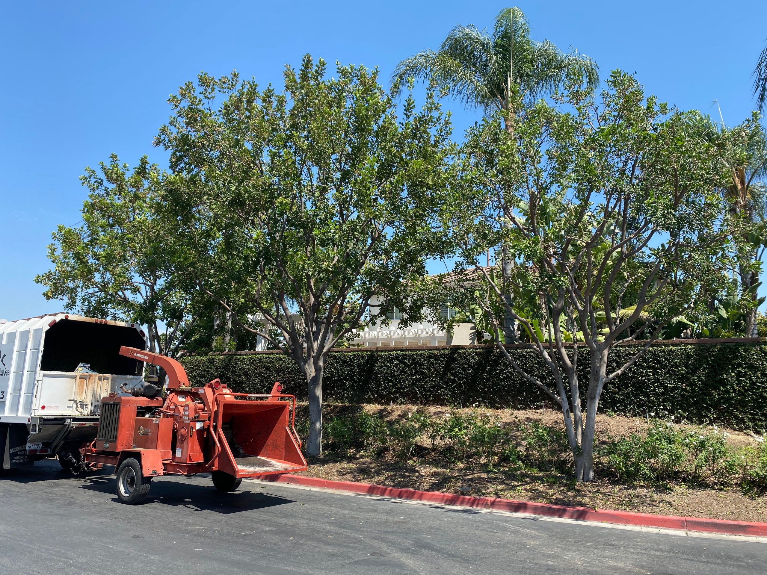 Tree Service Company Expert Tree Care, Removal & Maintenance