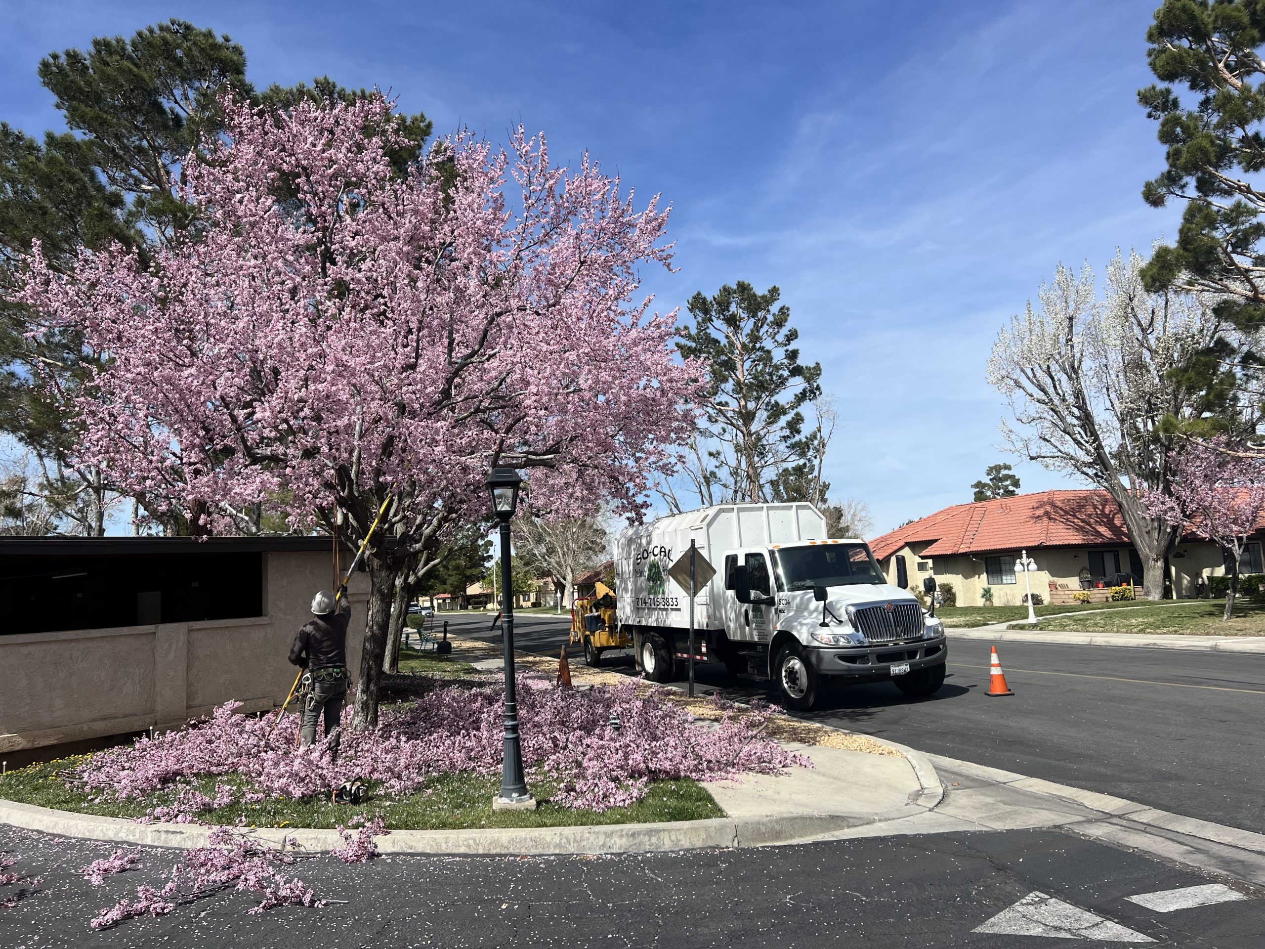 Tree Service Company Expert Tree Care, Removal & Maintenance