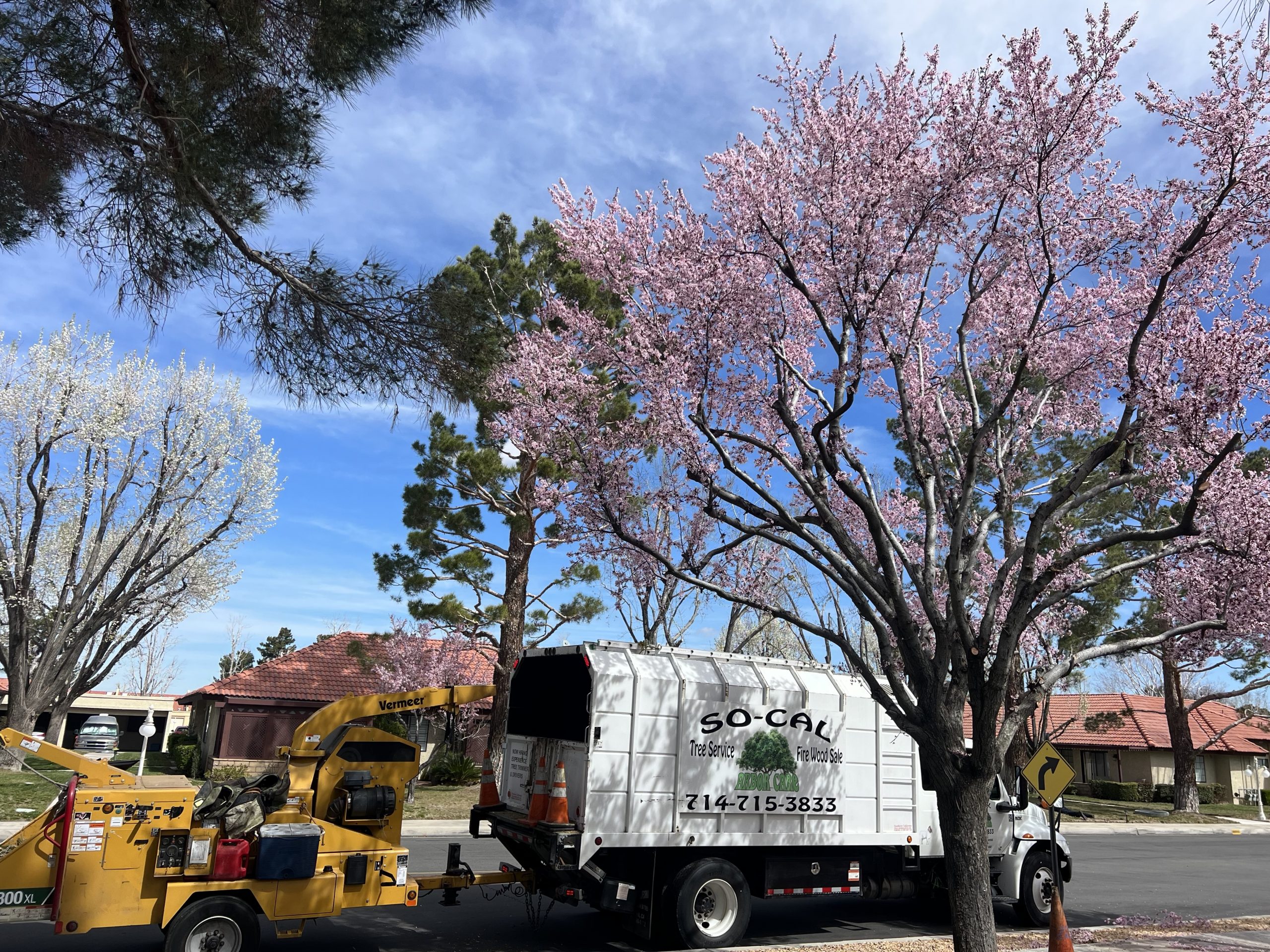 Tree Service Company Expert Tree Care, Removal & Maintenance
